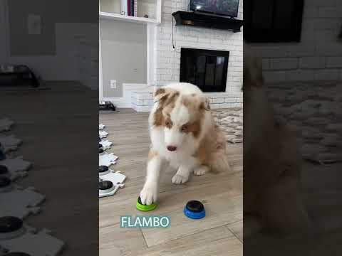 in home vet appointments at the click of a button. great option for anxious pets