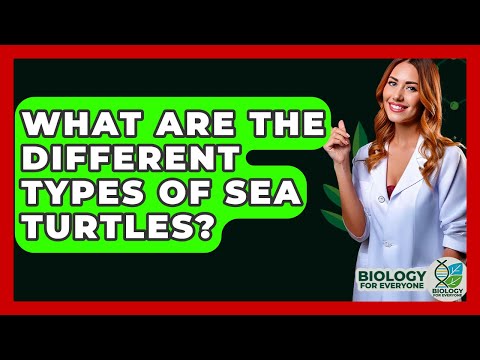 What Are The Different Types Of Sea Turtles? - Biology For Everyone