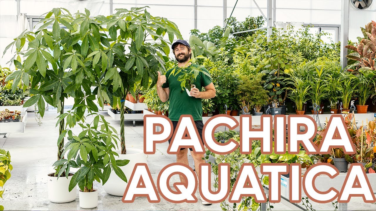 Pachira aquatica, cura della pianta dal fusto intrecciato
