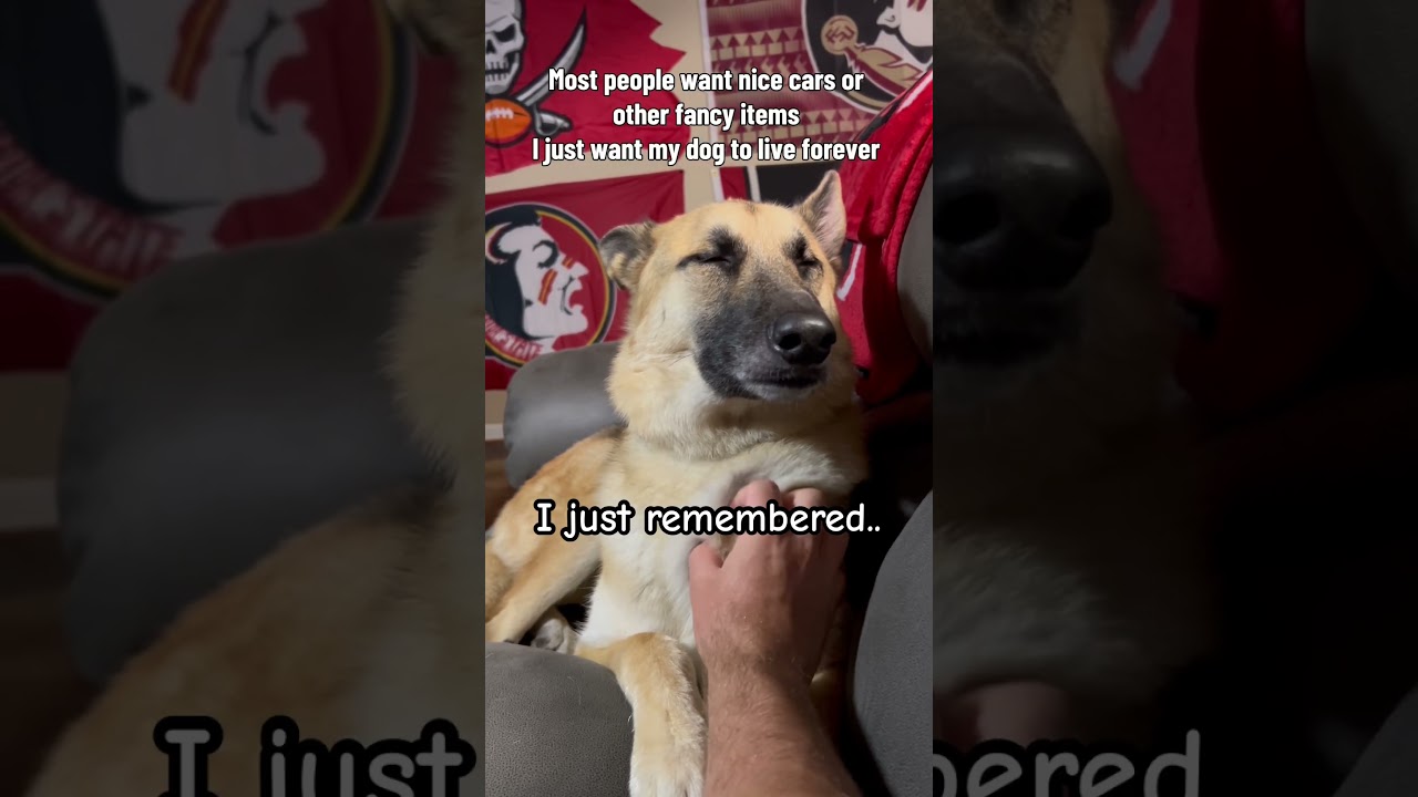 I love you 🥰❤️ #gsdowner #germanshepherd #gsds #gsd #gsdlover #dogdad #cutedog #cutebabydog #doggo