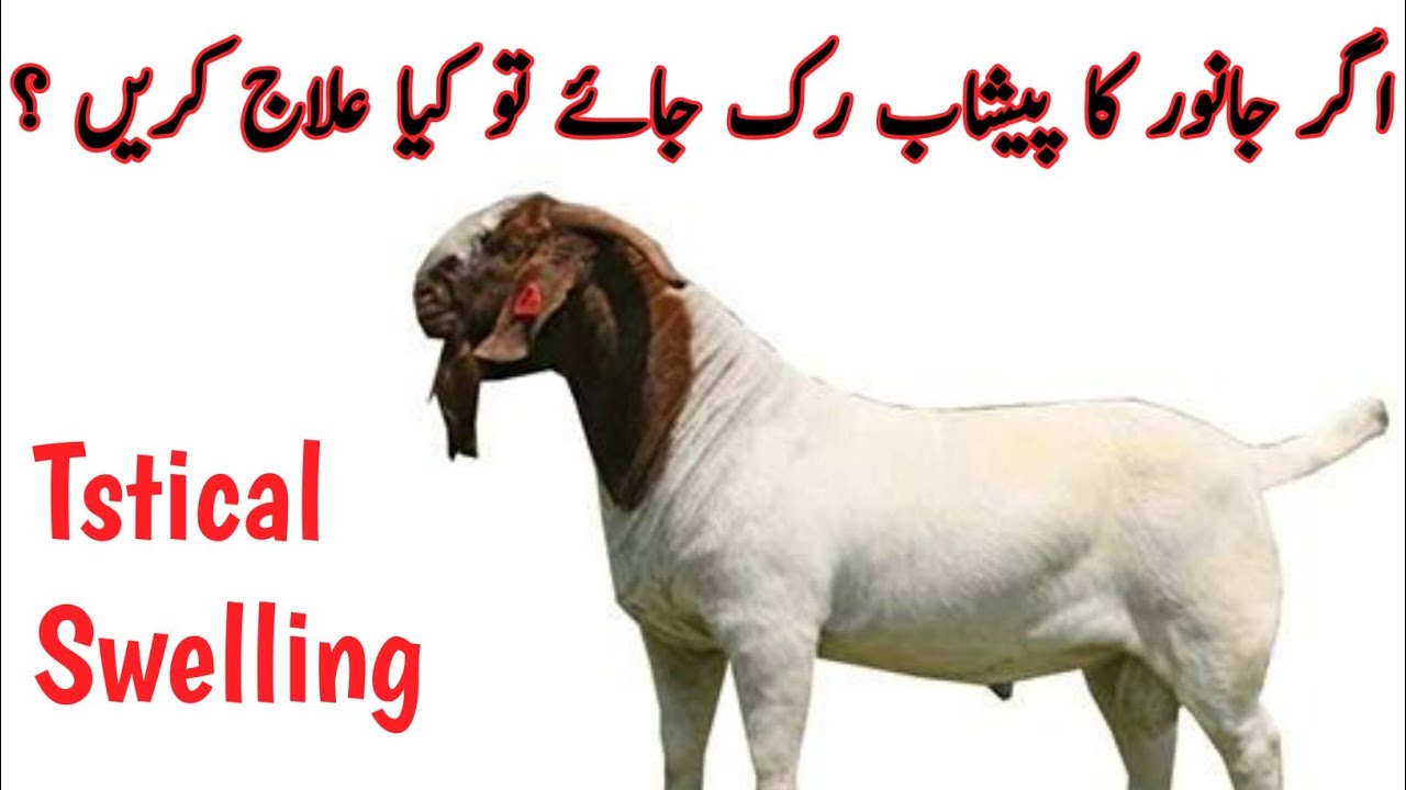 Urine Retention Or Testical Swelling | Treatment| Urdu Hindi | Dr Noman Ali Hamza.
