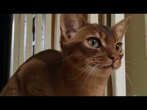 Top Cat Expert Reveals Best Abyssinian Color Combinations | Cat Breeds