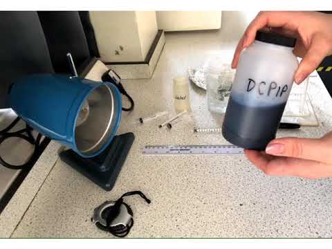 DCPIP Photosynthesis required practical