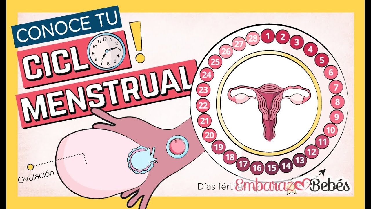 This is how your menstrual cycle works 📆🔥 Cycle phases, ovulation, menstruation, fertile days