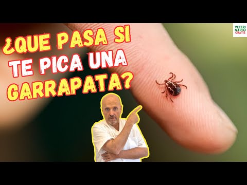 🚨¿QUE PASA SI TE PICA UNA GARRAPATA?🚨TODO LO QUE NECESITAS SABER