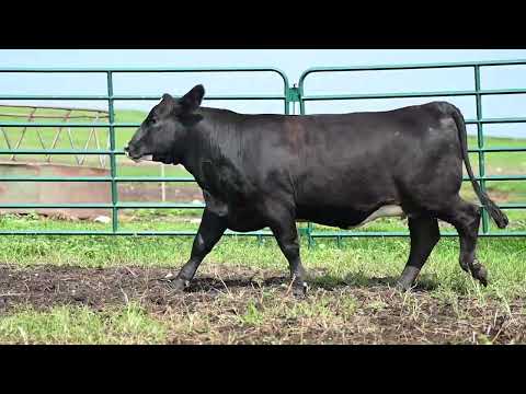 JDCC Oracle 96J - Breeders World