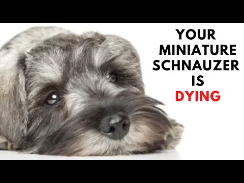 10 Warning Signs Your Miniature Schnauzer Is Dying
