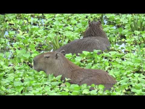 Capybaras in the water - Hato El Cedral (Venezuela)