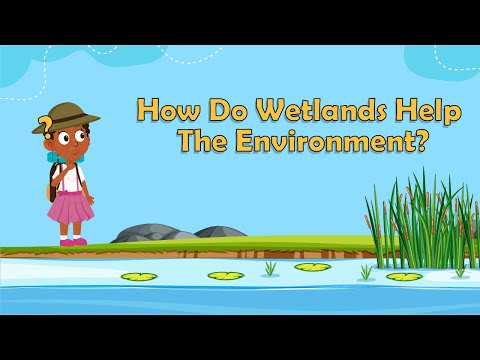 How Do Wetlands Help The Environment? | Wetlands Facts | Environmental Facts for Kids | Fun Facts