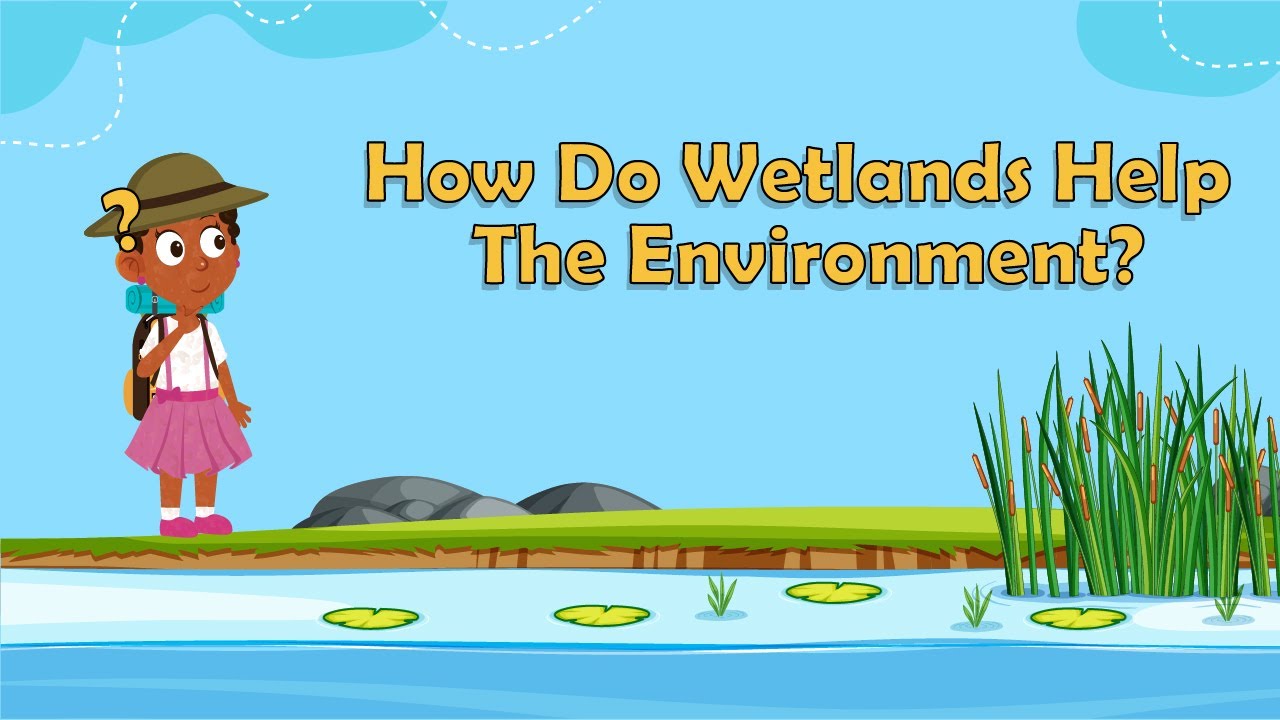 How Do Wetlands Help The Environment? | Wetlands Facts | Environmental Facts for Kids | Fun Facts