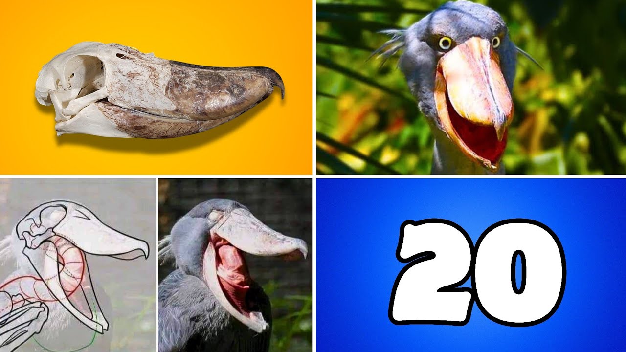 20 THINGS YOU DIDN'T KNOW ABOUT THE SHOEBILL STORK!