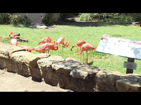 Jackson Zoo contract up in about week's time