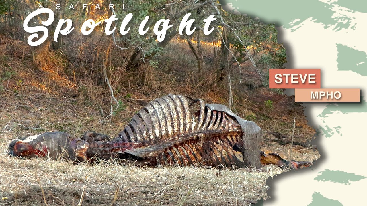 Exhilarating bush walk adventure - Safari Spotlight #33