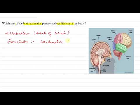Which part of brain maintain posture and equilibrium in body