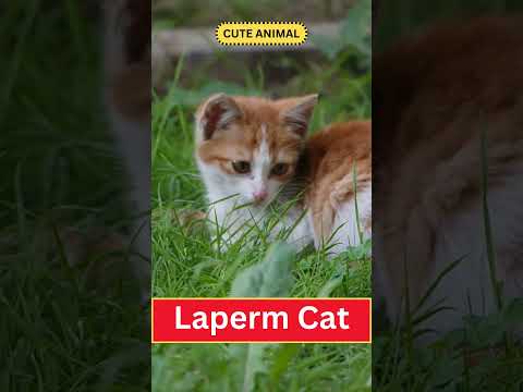 LaPerm Cat: The Curly-Coated Feline with a Loving Personality!