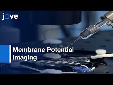 GEVIs for Membrane Potential Imaging | Protocol Preview