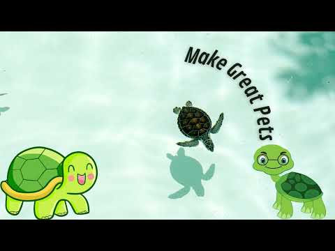 7 Types of Turtles That Make Great Pets