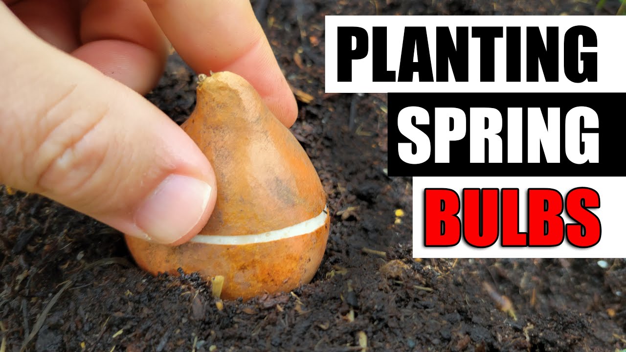 Planting A Flower Bulb Garden - Spring Bulbs