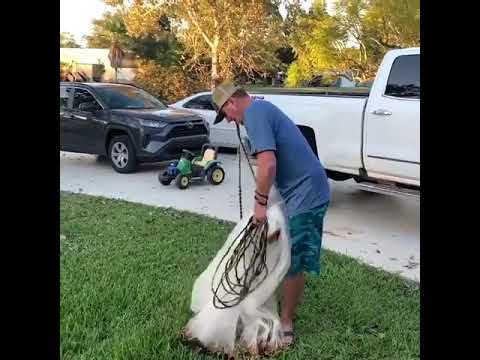Bluegabe Funniest Video Throwing a Black Pearl Cast Net