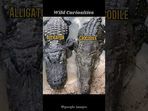 Differences between Alligators and Crocodiles 🐊