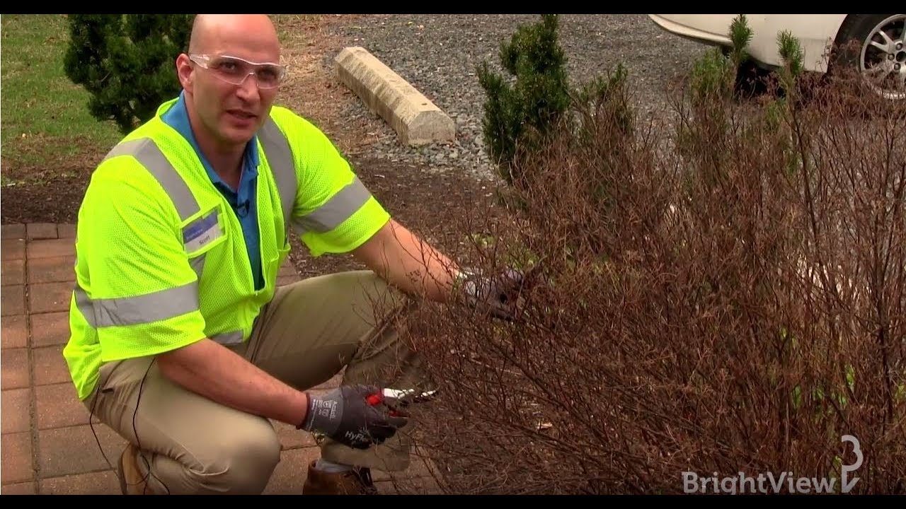 How do I prune a spirea bush? | Ask BrightView