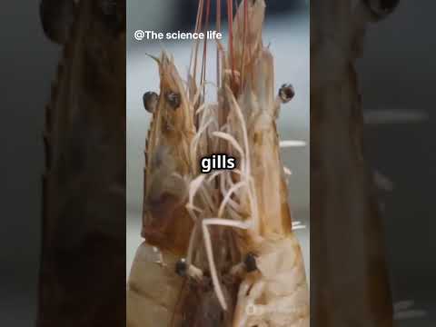 Difference between Shrimps and Prawns #shrimps #prawns #seafood