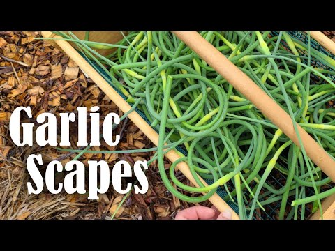 What Are Garlic Scapes? | Harvesting & Uses