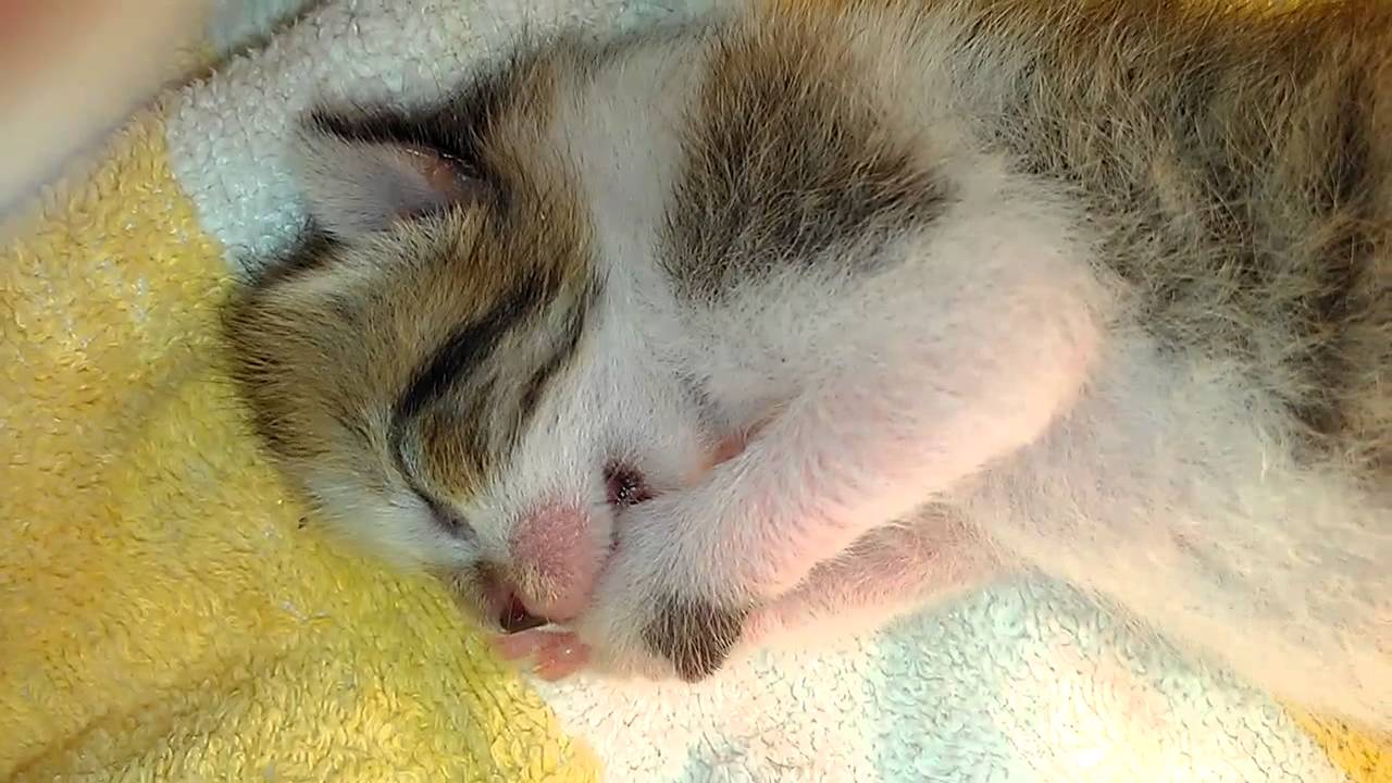 Kitten thumb sucking at Furkids