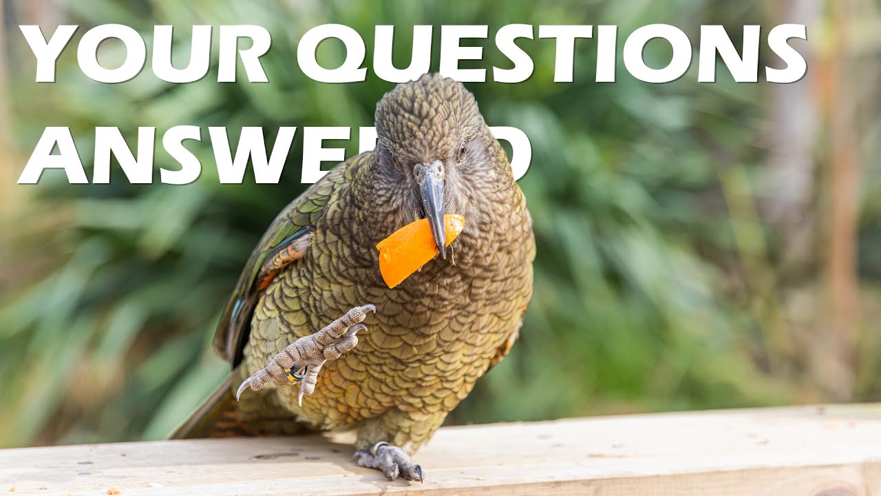 Answering Your Questions About Kea