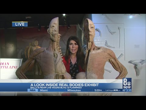 A unique perspective on human anatomy