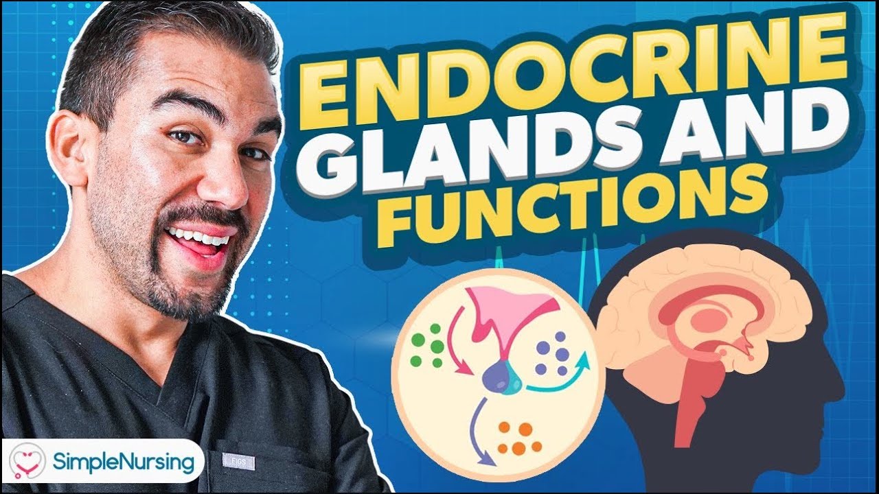 Endocrine System Simplified: Thyroid, Pituitary, & NCLEX Must-Knows