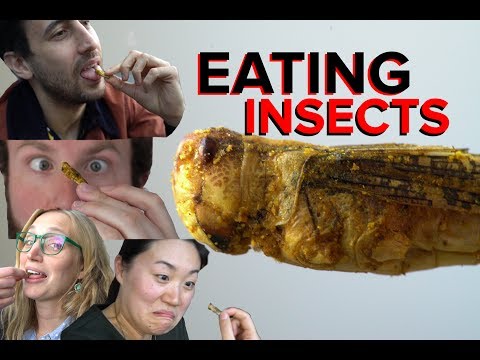 EATING INSECTS & Cricket Flour Bars Taste Test