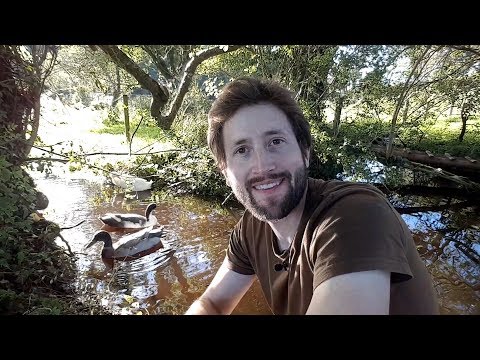Indian Runner Ducks - Compilation
