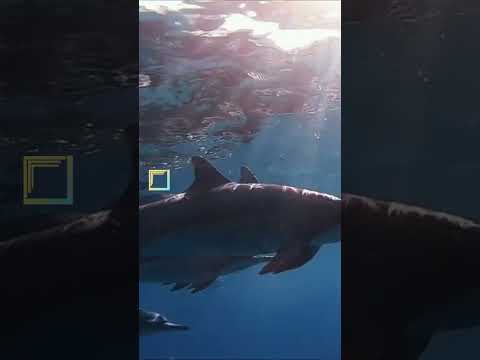 Dolphin facts | Tamil | Arun