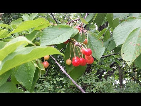 Free Wild Cherries for the picking