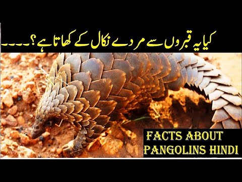Pangolin | Facts About Pangolins in hindi | jungle ki zindagi