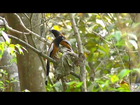 Indian birds [Rufous treepie]