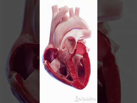 Mitral & Tricuspid Valves: The Heart’s Essential Gatekeepers