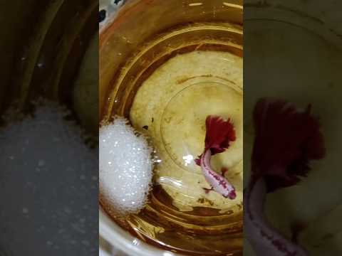 Why betta fish make bubbles in tamil #bettafishbubblenest