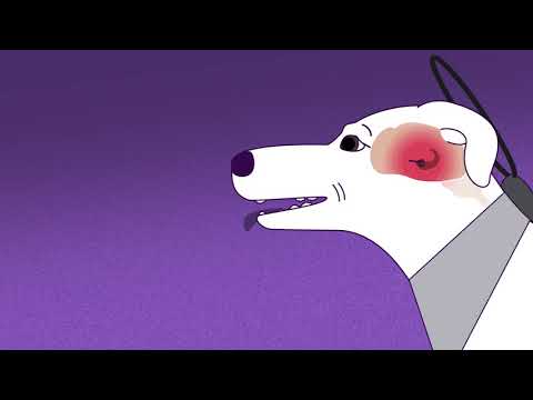 Calmer Canine – The Science – Mechanism of Action Video