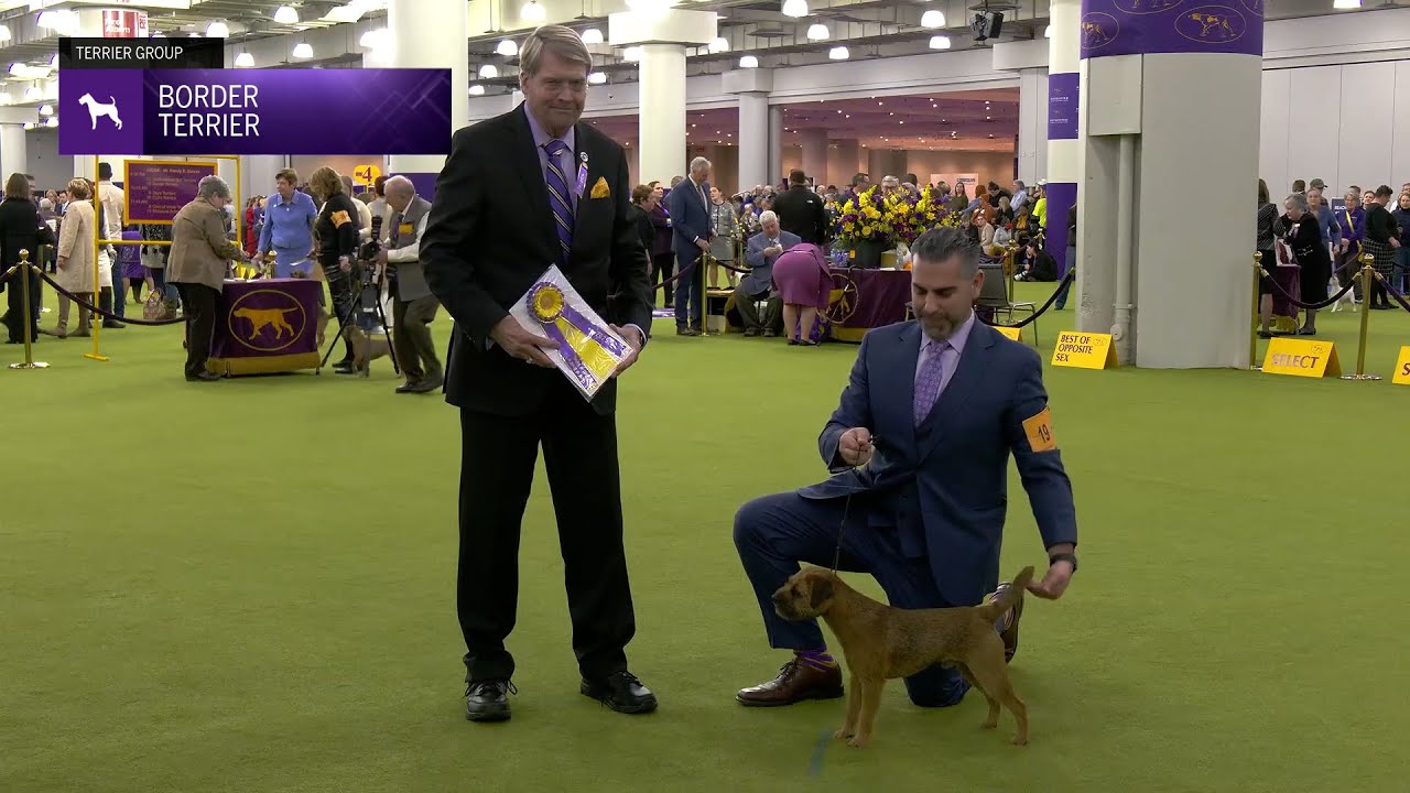 Border Terriers | Breed Judging 2025