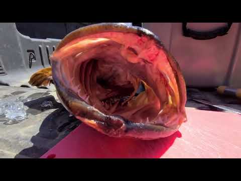 TAILGATE TALK: Lingcod teeth and plates!