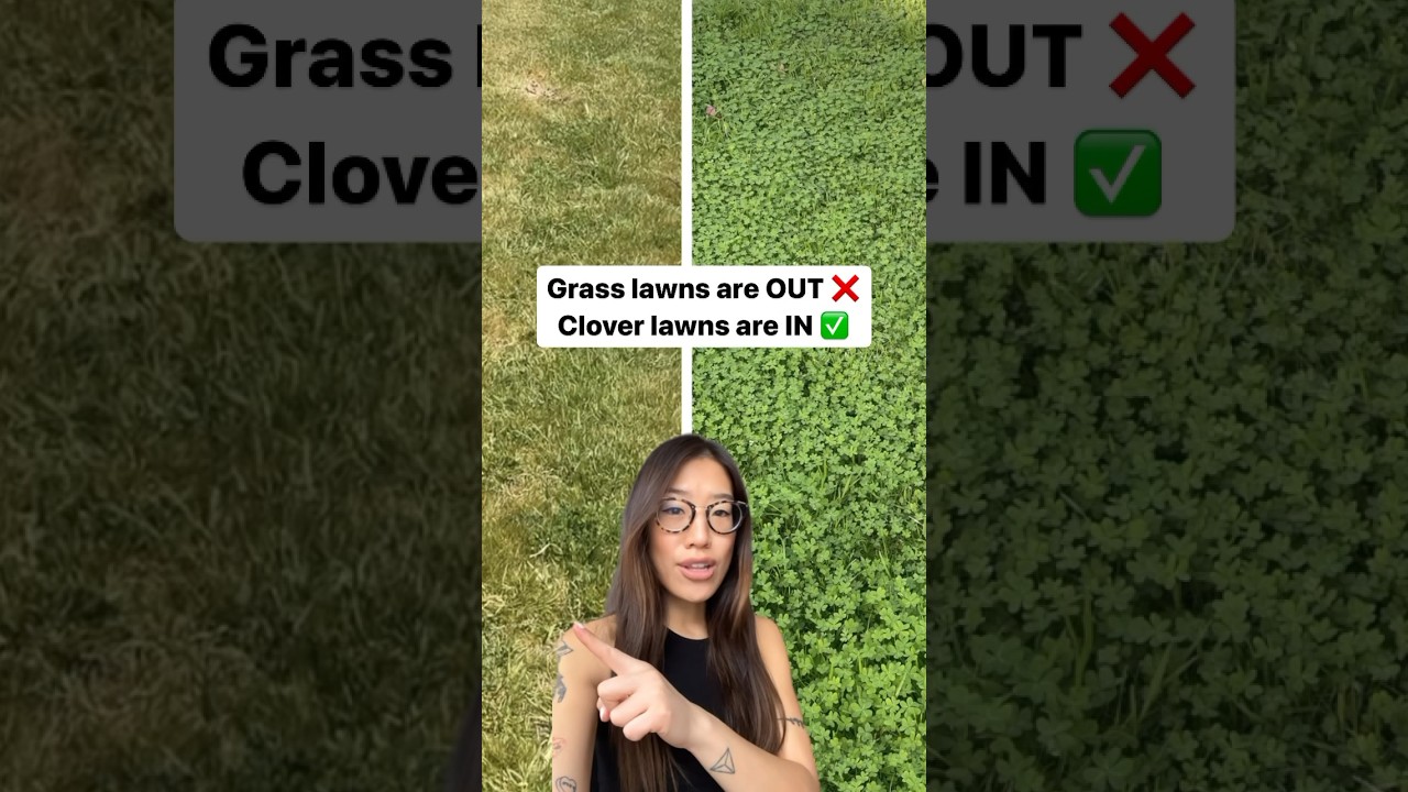 How to replace your high maintenance grass lawn with 🍀 clover 🍀 #blueland #howto #clover #lawn
