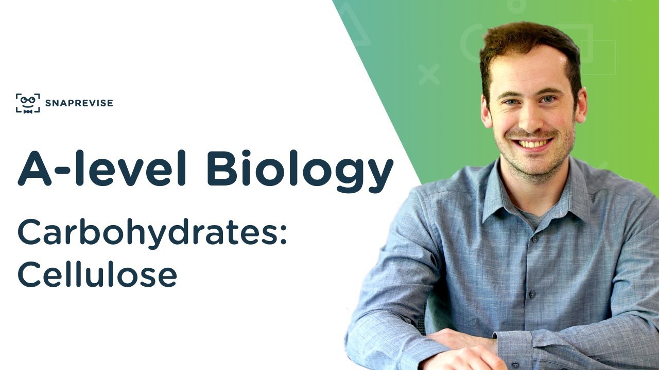 Carbohydrates: Cellulose | A-level Biology | OCR, AQA, Edexcel