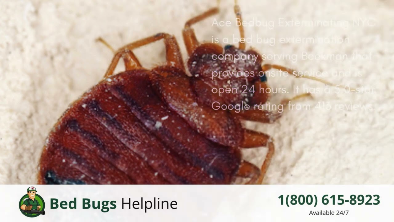 Top 3 Bed Bug Removal in Beekman