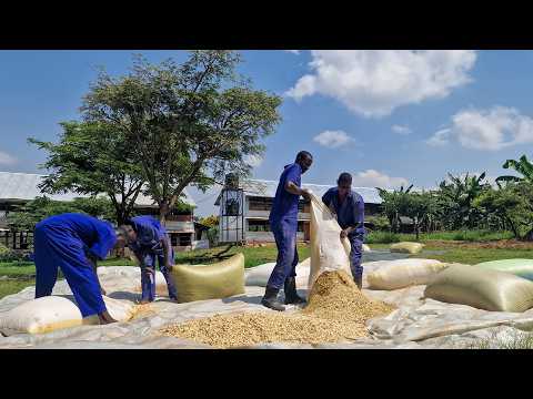How I Have Solved the Chicken Feed Problem on my Farm