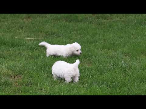 Bichon Frise Puppies For Sale