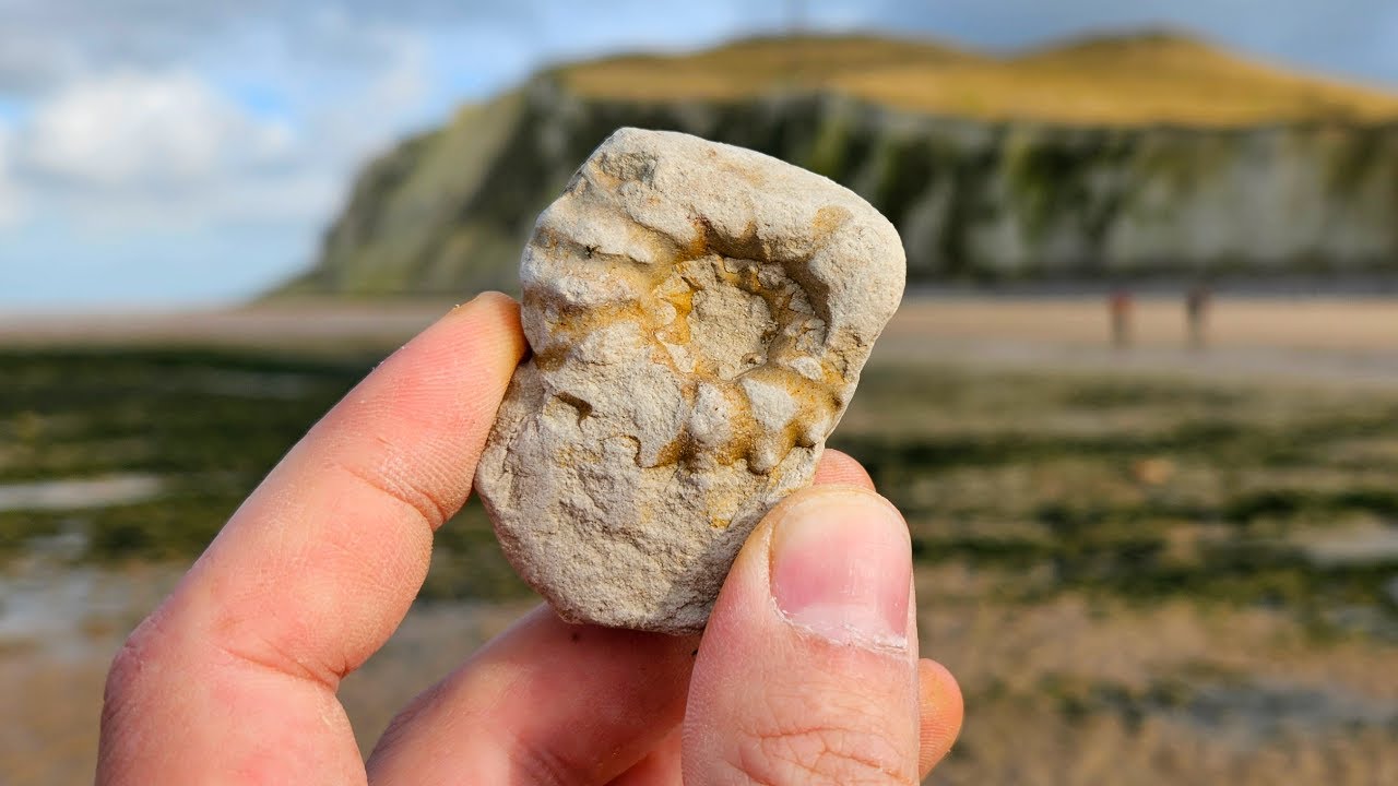 [Fossil Dig] - Lots of fossils at Cap Blanc-Nez