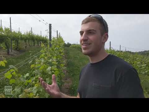 S5/E2 Cabernet Franc, tending to the grapes