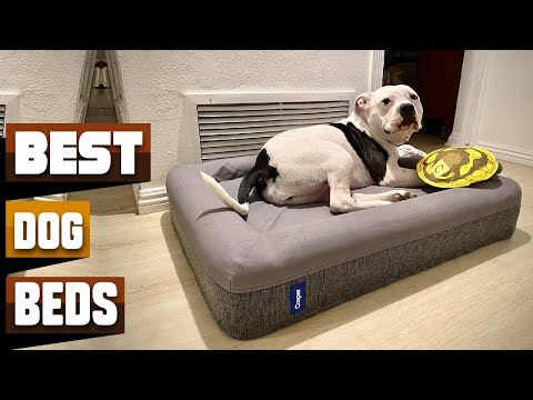 ✅ Top 5: Best Dog Bed For Large Dog 2022 [Tested & Reviewed]